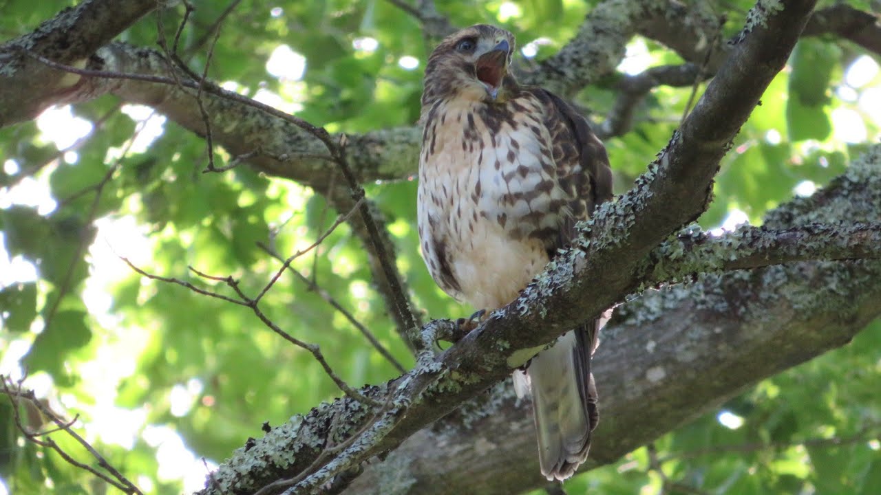 Broad-Winged Hawk call screeching