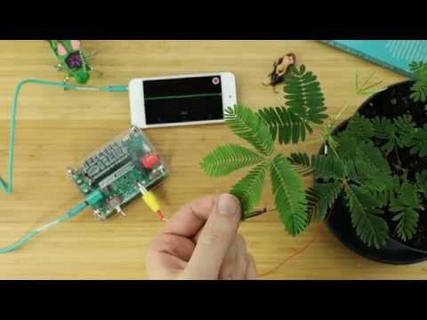 Behaviors and Electrophysiology of Sensitive Mimosa Plants