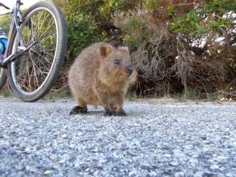 A Friendly Quokka – Lee Duigon