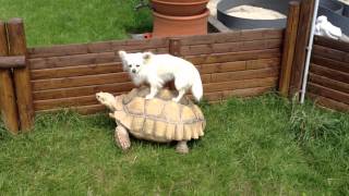 Little White Dog Riding A Tortoise