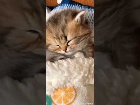Sleeping 😴