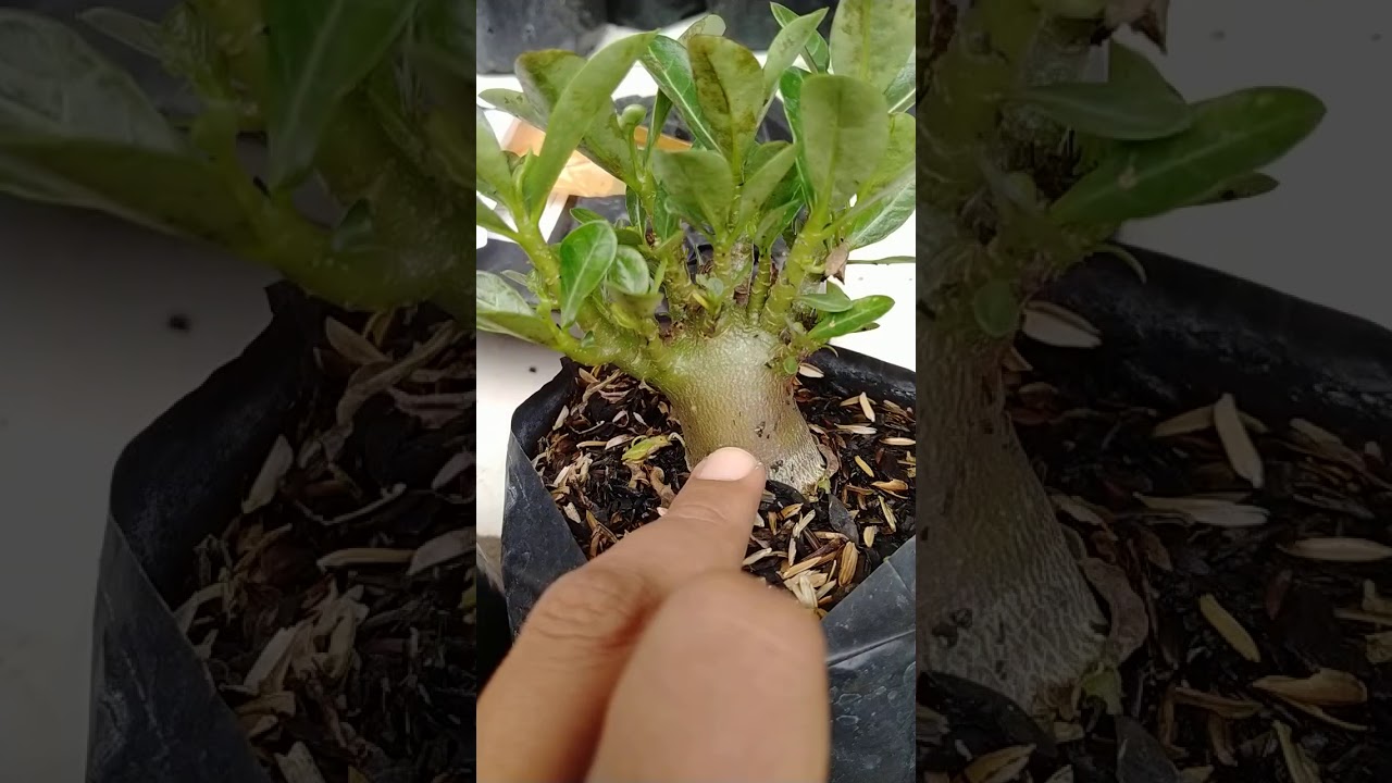 Cabang seribu adenium,  4 pohon Rp.100rb bonus 1 pohon .WA 087872554233