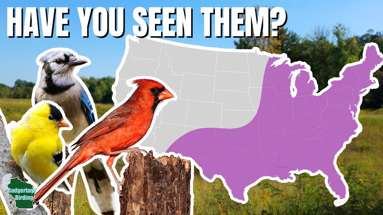 10 Backyard Birds Everyone Should Know: An Identification Guide with Range Maps!