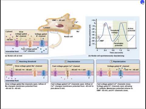 Cardiovascular 5 Pacemaker potential