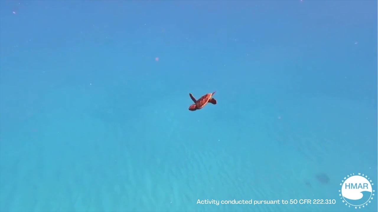 Hawksbill Hatchling Release