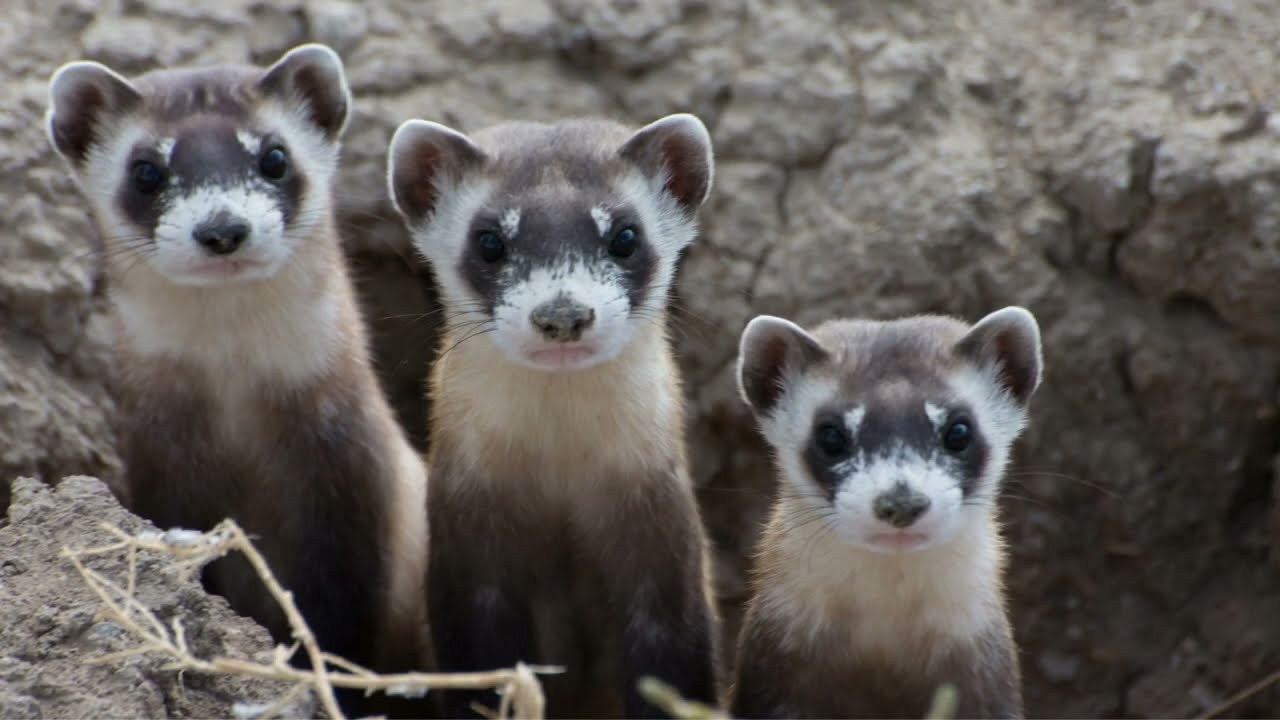 [Black Footed Ferret Endangered] Black Footed Ferret Fact | Black-Footed Ferret Appearance