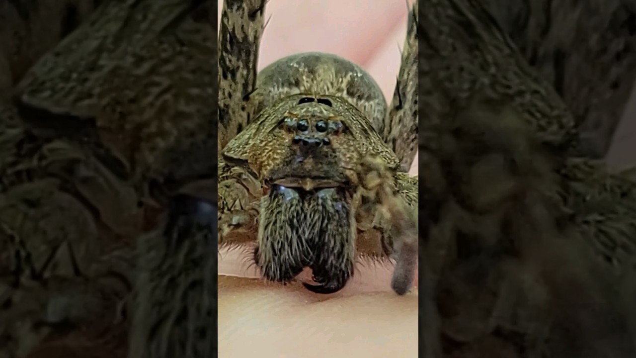 The Dark Fishing Spider: Dangerous or Misunderstood? #spider #animal #wildlife