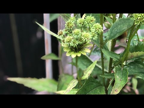 Aster yellow’s disease.