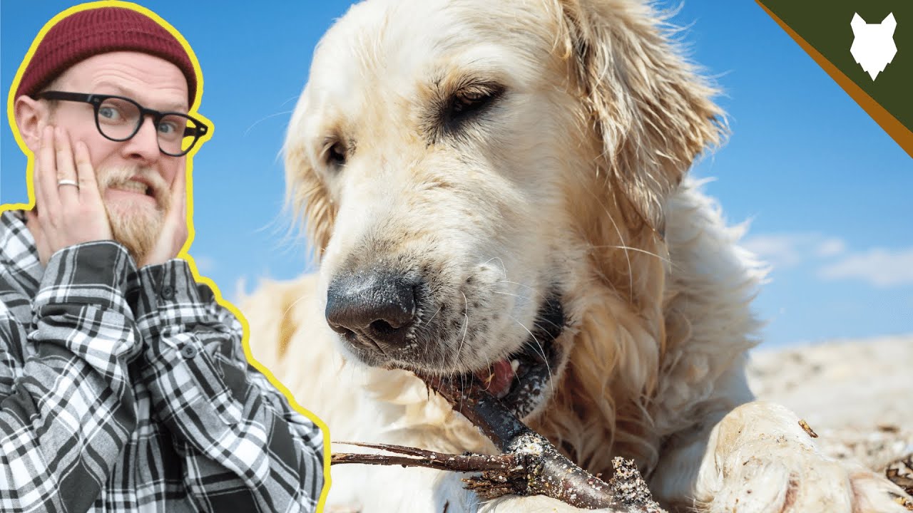 NEVER LET YOUR GOLDEN RETRIEVER EAT THIS!!!!