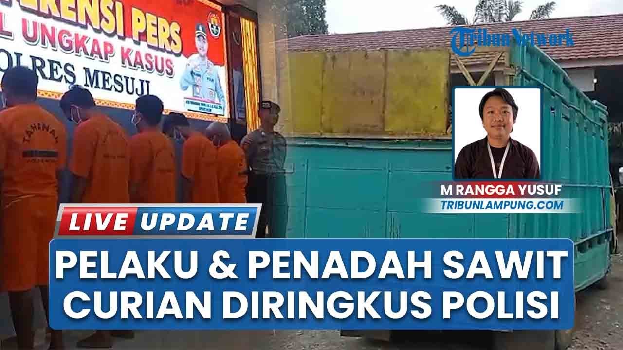 Polisi Berhasil Ringkus 5 Pelaku dan Penadah Sawit Curian di PT Prima Alumga Mesuji Lampung ...