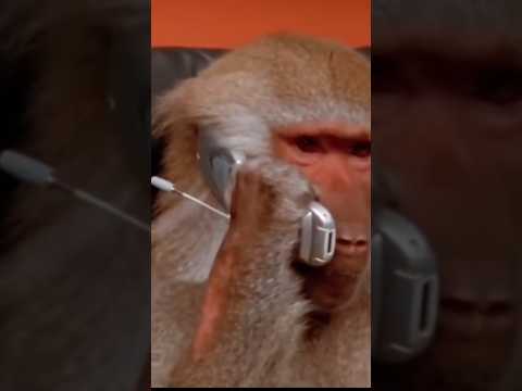 CAT VS MONKEY WARπ