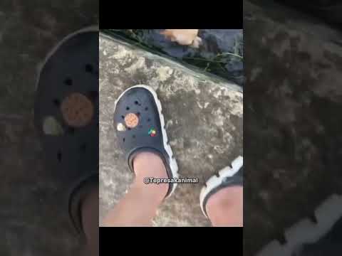 Steam Community :: Video :: Anjinc tohapok, Anak Kucay!