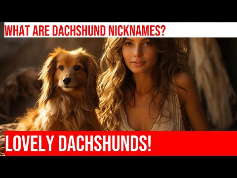 Exploring Common Dachshund Nicknames - What Do They Mean?