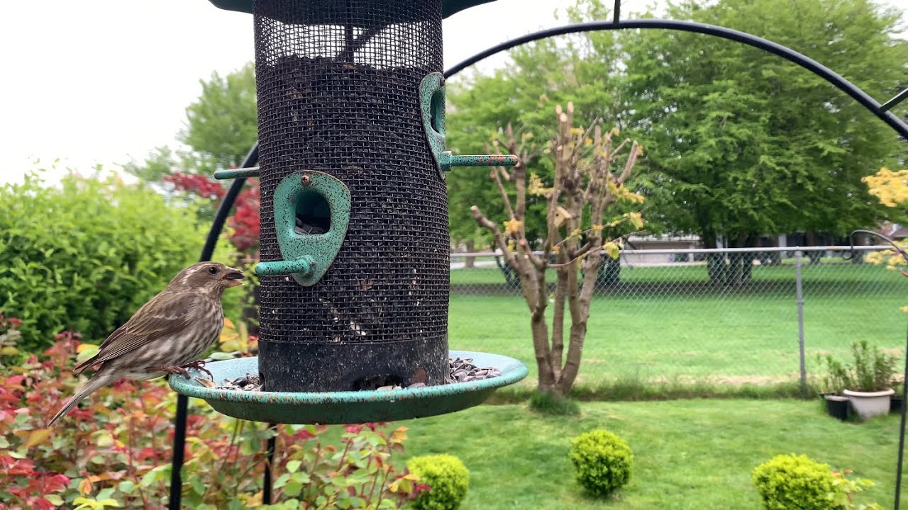Female Purple Finch Eats Peacefully for 15+ Minutes  #backyardbirds 