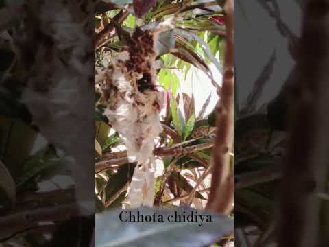 Hummingbird #eggs # in #nest so cute & small 4 eggs 🐦🐦🐦🐦