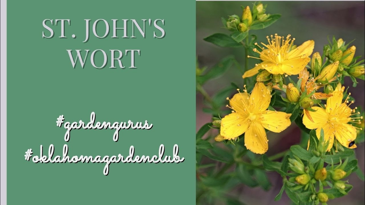 How to ID St Johns Wort // hypericum perforatum