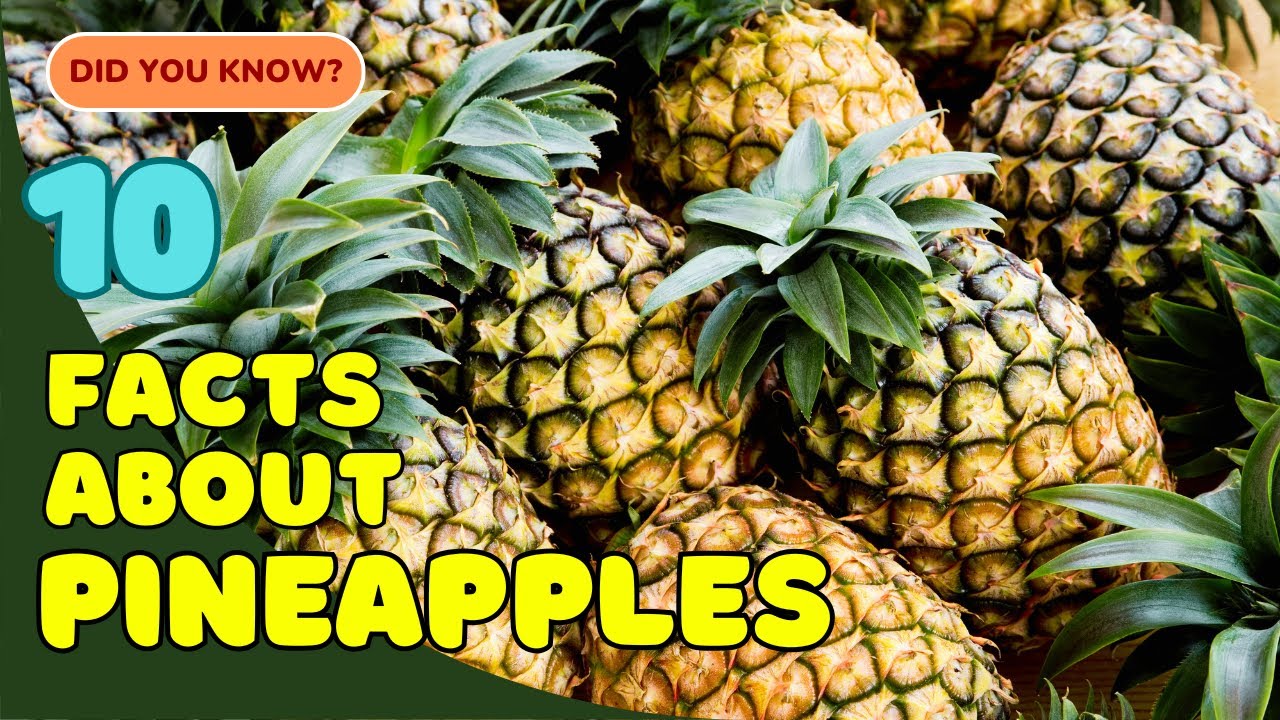 10 Sweet Facts About Pineapples You Didn’t Know! 🍍
