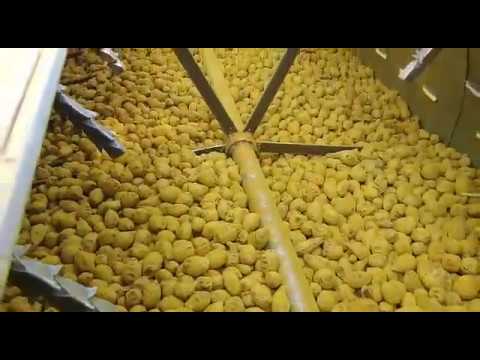 Haldi Polish Machine - Turmeric Polisher Latest Price, Manufacturers ...