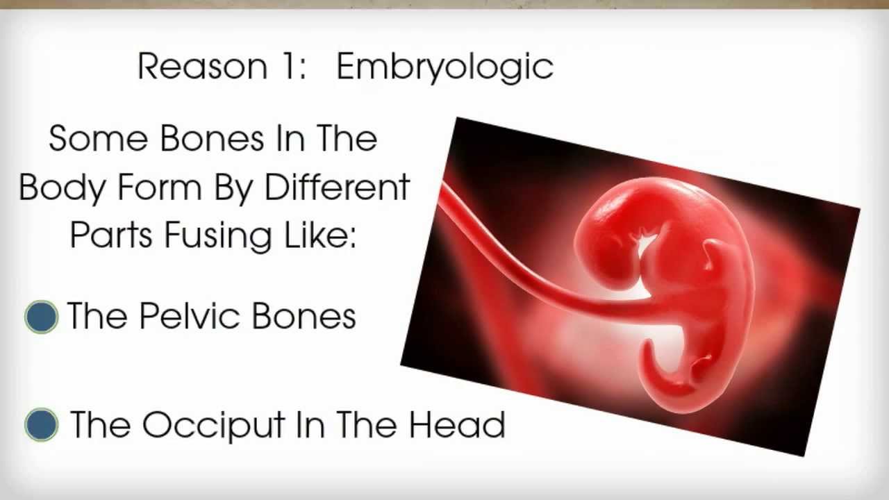 Do The Bones Of The Head Move?