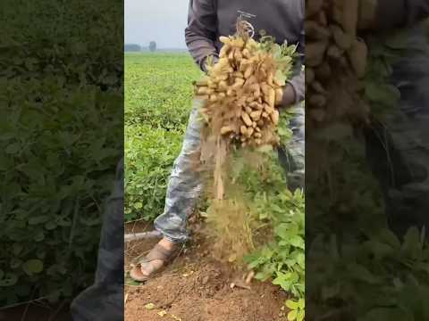 RT H0101430 mini rotary tillage and ridging all-in one tree 🌲 short view
