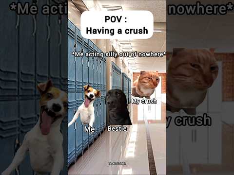 Funny Cat Memes๐น Having A Crush #cat #shorts #catmemes #relatable #relationship