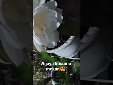 Bunga Wijaya Kusuma tidak selalu mekar tengah malam, mulai jam 8 sudah mulai terbuka.
