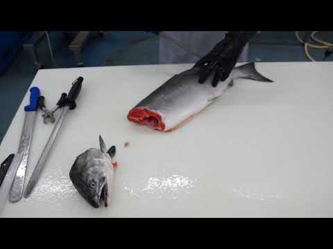 Ocean Wise at Seacore - Fillet a Fish