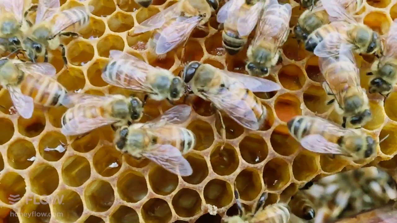 Beginner Beekeeping Ep 8 - Brood Inspection