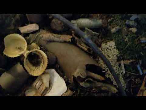 How to breed rollie pollies aka pill bugs
