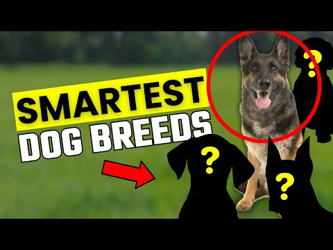 Top 10 SMARTEST Dog Breeds in the World | #3 IS SURPRISING!