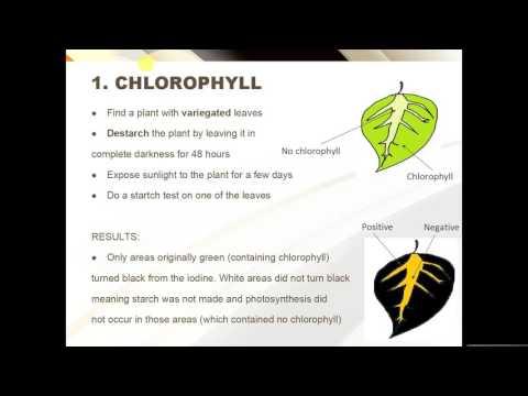Chlorophyll Video Lecture - Biology for GCSE/IGCSE - Class 10