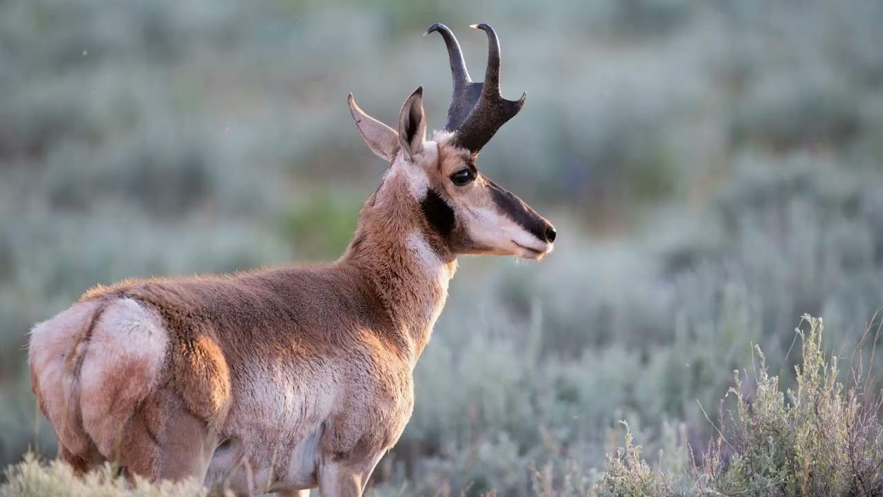 5 wild facts you won’t believe about pronghorns!!!