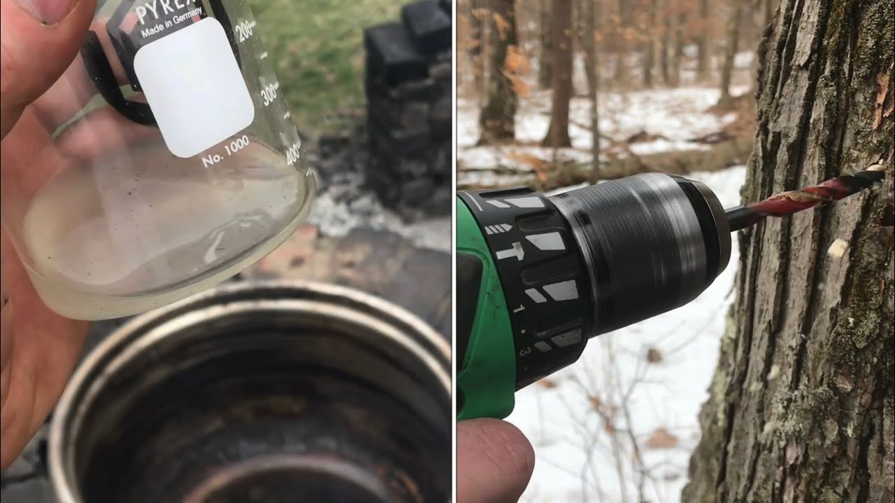 does “maple sap” go BAD? (yes I’ll show you how to know)