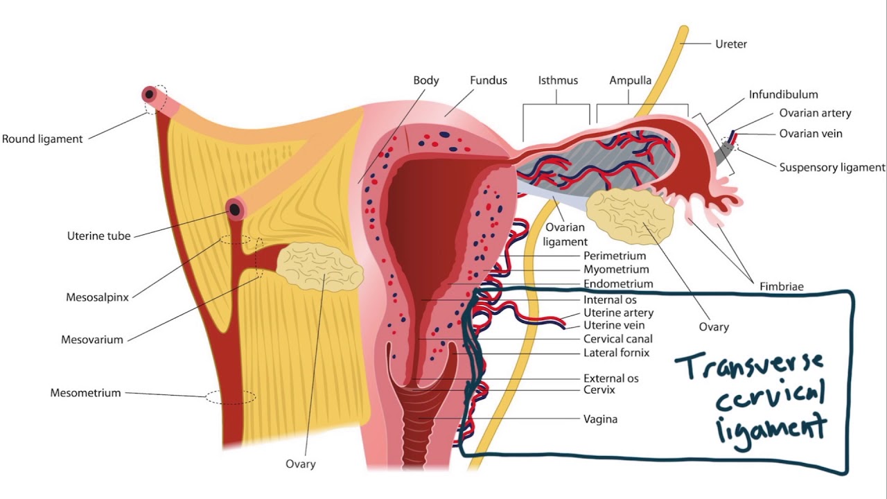 Female Ligaments and Local Structures - Pelvic Anatomy | USMLE Step 1 OBGYN Review