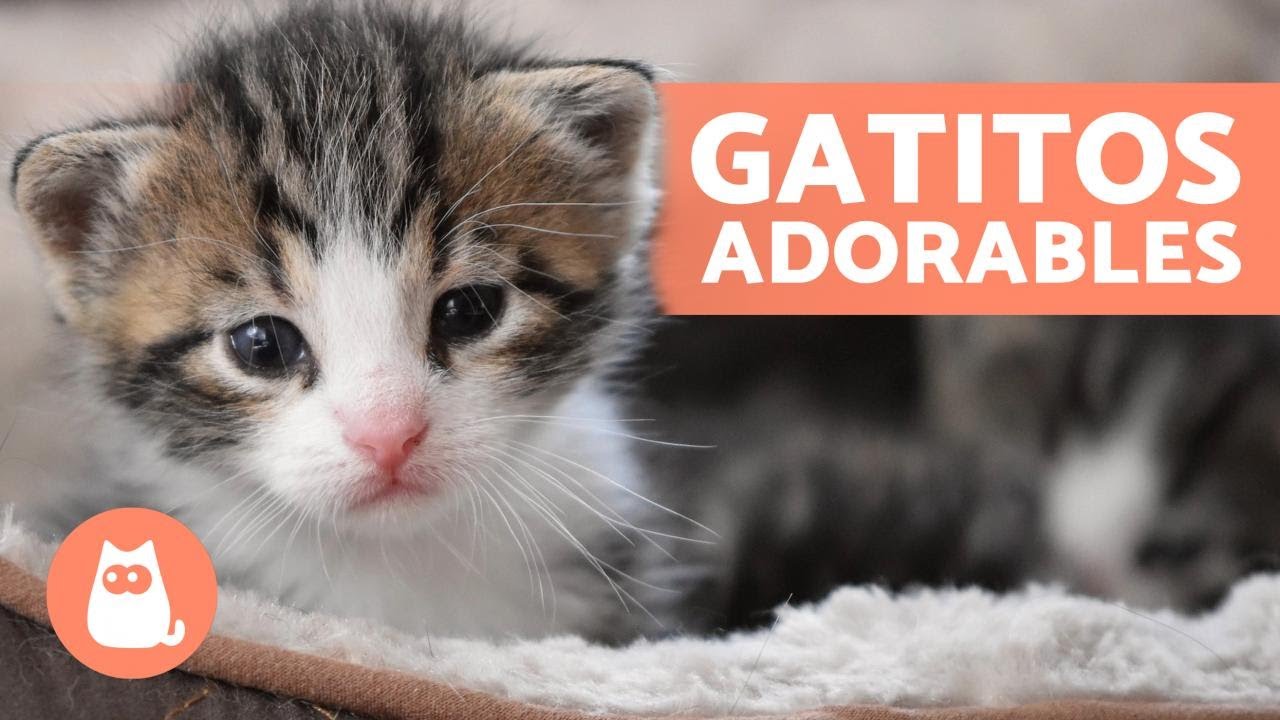 Vídeos de GATITOS BEBÉS 😻 ¡Gatos Tiernos y Graciosos!