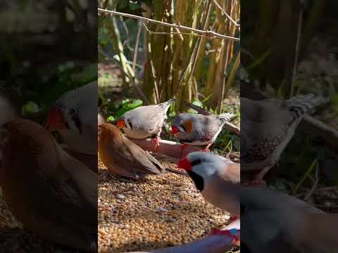Zebra Finches | Longtailed Finch | Aviary Birds