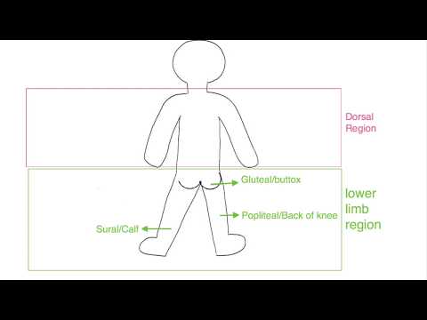 Anatomy // Regional Terminology of the Human Body