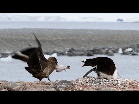 Skua steals a Penguin Chick off the Nest