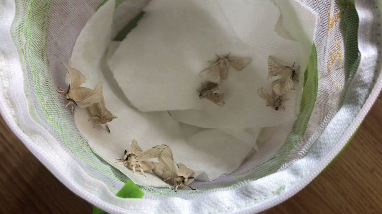 Silk moths mating