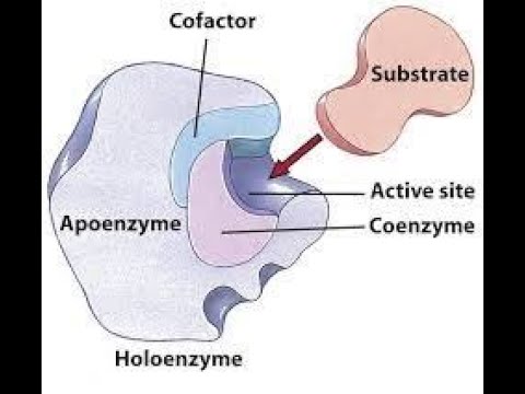 What are co factors ? What are cofactors and examples of cofactors types of cofactors in detail.