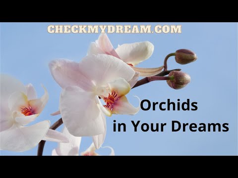 What Do Orchids Symbolize in Our Dreams?