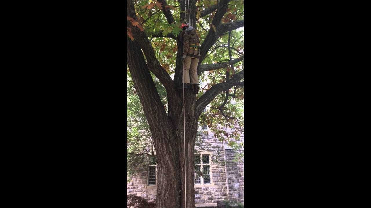 Jamie descending the tree - Virginia Tech Urban Forestry Program