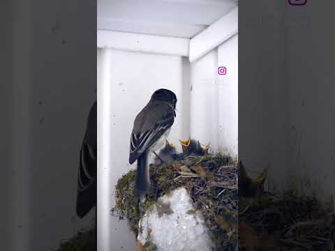 Baby bird eats entire insect! #naturephotography #backyardbirds #birdwatching