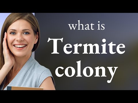 Understanding "Termite Colony": An English Learning Guide