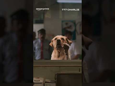 777 more reasons to watch 777 Charlie ???? | Rakshit Shetty | #primevideoindia