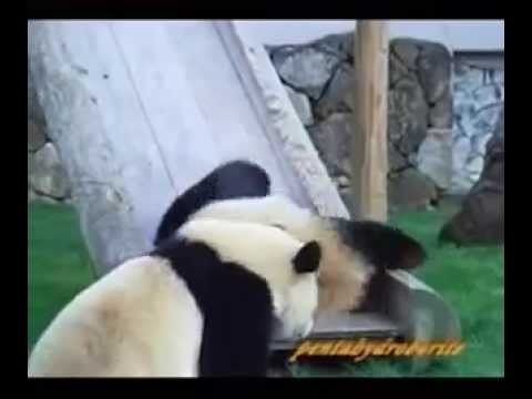Video: Panda videos on a slide may be the cutest ever uploaded to ...