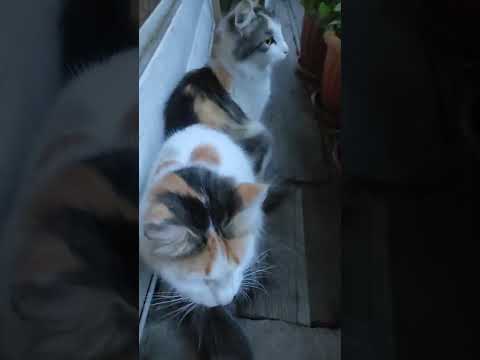 Kitty Martha with her Mother Lisa in the Garden #shorts