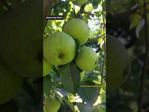 Delicious Pears J&K #short