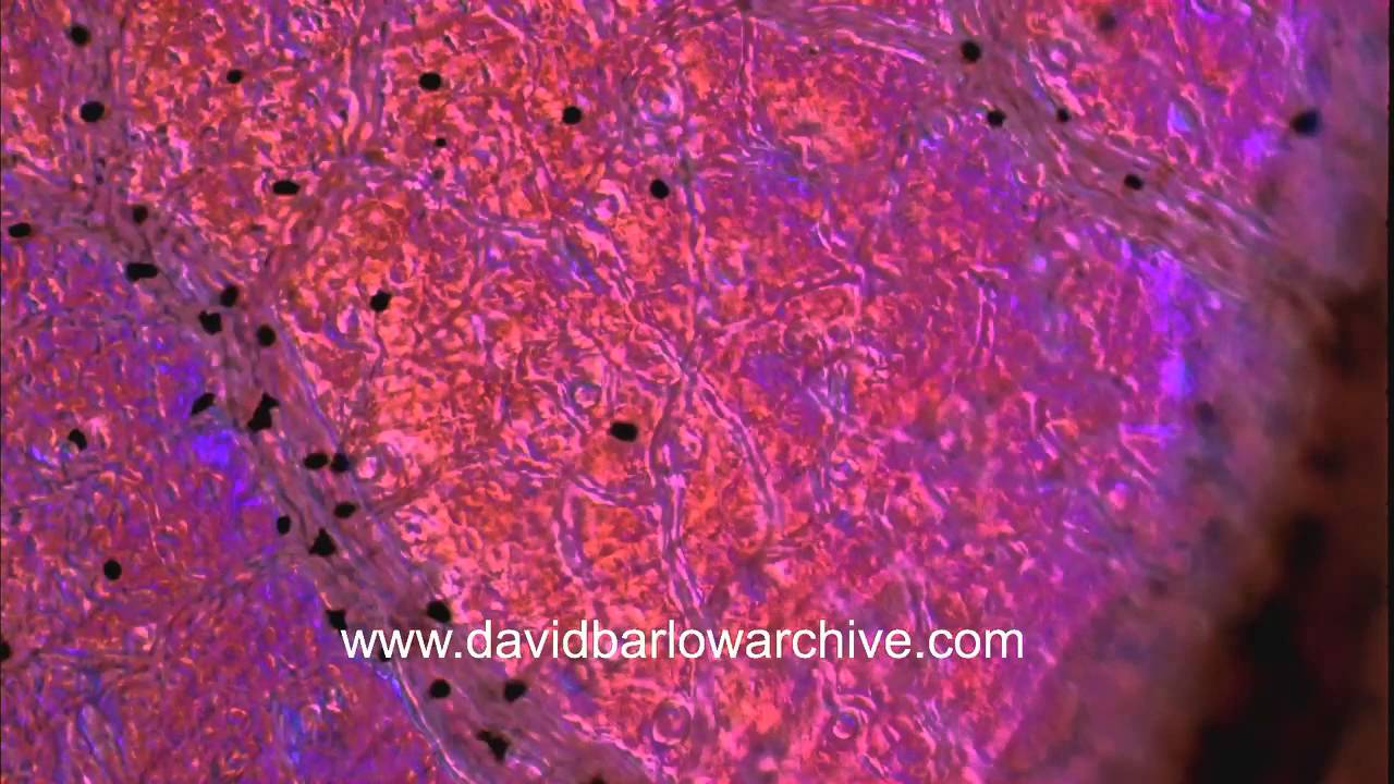 Blood Flow in the Frog Web 1