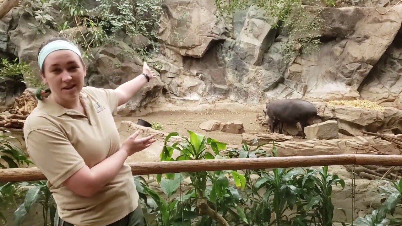 Zoo to You: Celebrate World Tapir Day with us